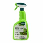 How to Get Rid of Grasshoppers With Vinegar? 2 Effective Ways