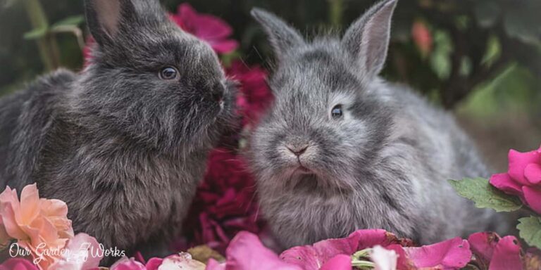 Do Rabbits Eat Roses and Rose Bushes?