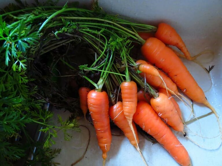 How To Grow Carrots Indoors - An Easy Guide To Follow