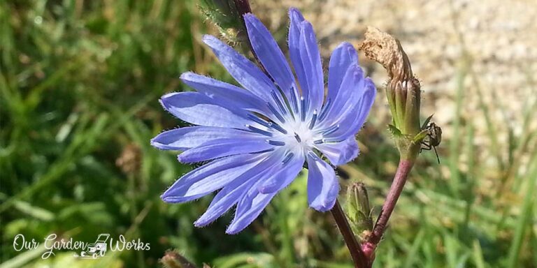How To Grow Chicory and Harvest Chicory - A Step-by-Step Guide