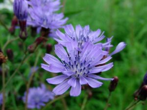 How To Grow Chicory and Harvest Chicory - A Step-by-Step Guide
