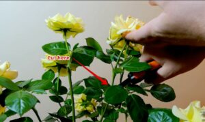 How To Deadhead Knockout Roses & Why It's Important