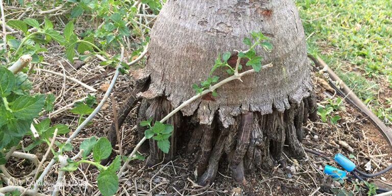 Palm Tree Stump Removal A How To Guide palm-tree-stump-removal-a-how-to-guide