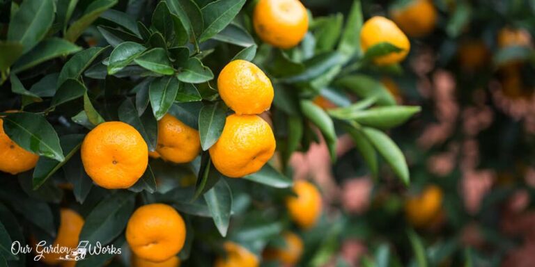 10 Best Insecticides For Citrus Trees? - Reviews In 2023