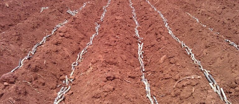 How To Grow Sugar Cane At Home [ + Sugarcane Syrup Guide]