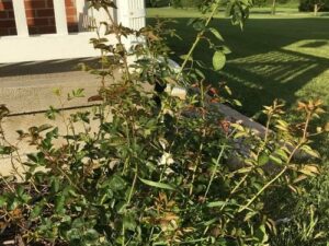 Why Aren't My Roses Blooming?: Top 9 Reasons & Solution