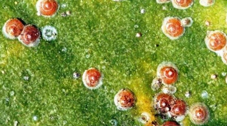 10 Best Insecticides For Citrus Trees? - Reviews In 2023