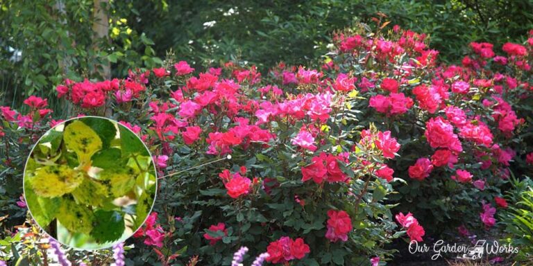 What Causes Yellow Leaves On Knockout Roses? [+ Treatments]