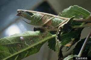 10 Best Insecticides For Citrus Trees? - Reviews In 2023