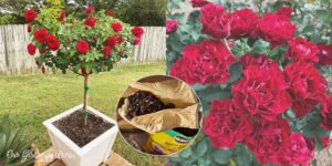 10 Best Potting Soil For Roses: Reviews & Buying Guide (2025)