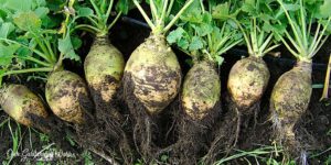 How to Store Rutabaga: 4 Powerful Ways + 4 Helpful Tips