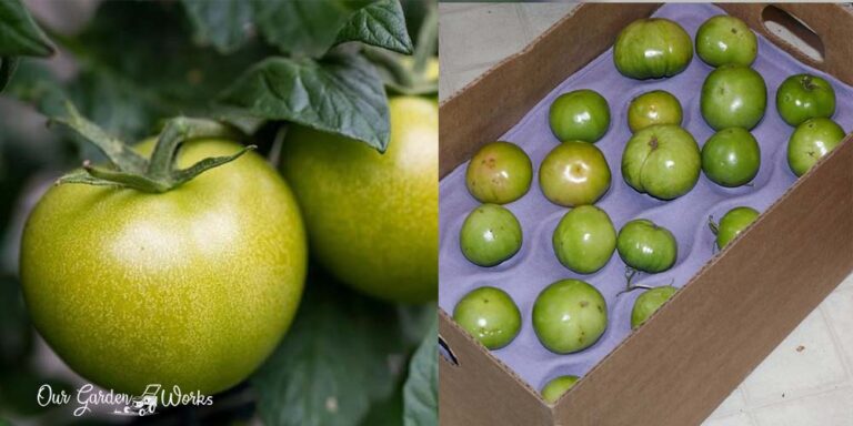 How to Store Green Tomatoes: Ripen Them Indoors (Complete 2026 Guide)