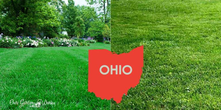 When To Plant Grass In Ohio? - Best Seasons & Techniques