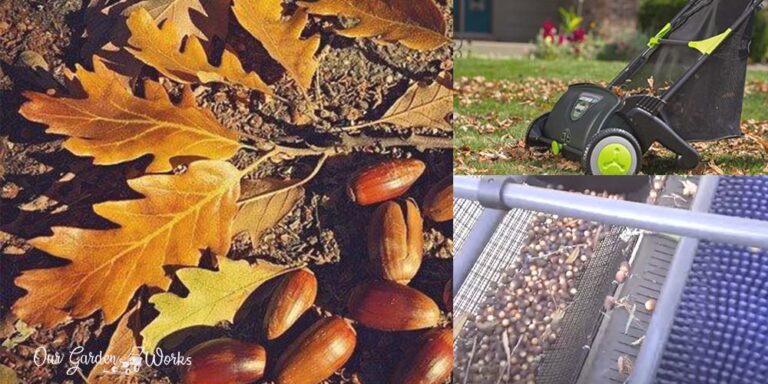 How To Pick Up Acorns In 5 Easy Ways [+ Other Uses Of Acorns]
