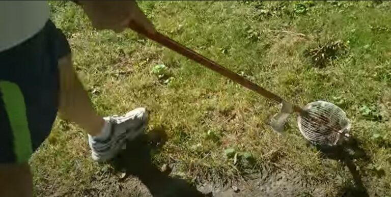 How To Pick Up Acorns In 5 Easy Ways [+ Other Uses Of Acorns]