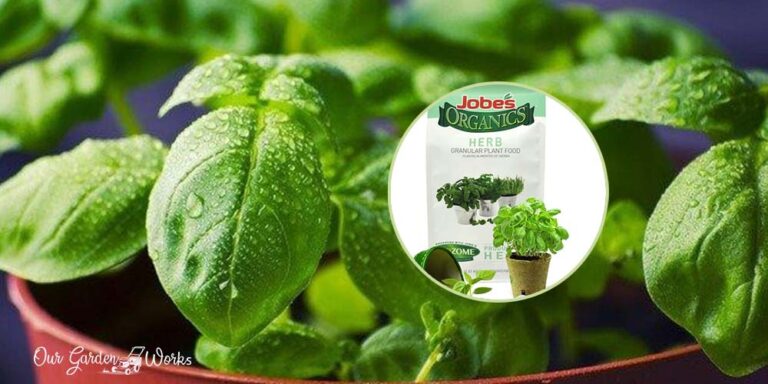 10 Best Fertilizers For Basil For More Leaves (2025's Reviews)