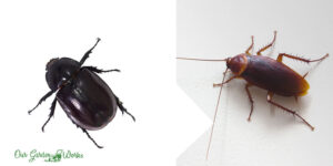 11 Beetles That Look Like Cockroaches - What's The Difference?