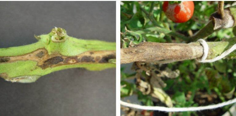 Tomato Stem Rot: What Causes It And How To Treat Your Plant
