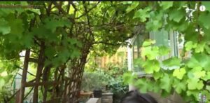 Growing Grapes Indoors: Turning Your Home Into A Vineyard