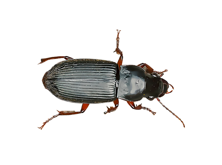 11 Beetles That Look Like Cockroaches - What's The Difference?