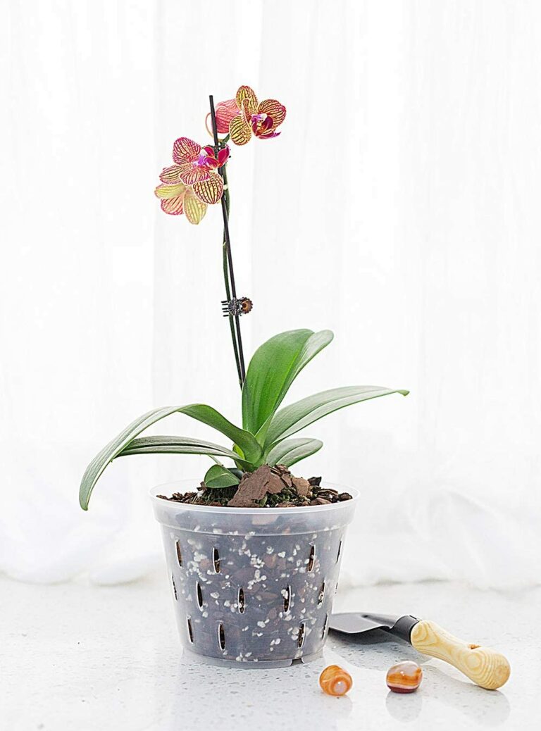 15 Best Orchid Pots & Planters (2026 Reviews & Guide)