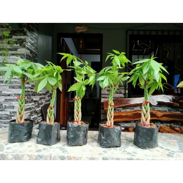 The Lucky Tree: How To Propagate Money Tree?