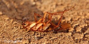 How To Get Rid of Waterbugs - 4 Methods