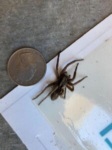 How To Kill Wolf Spiders and Keep Them Out For Good