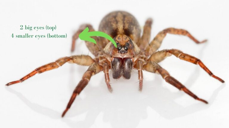 How To Kill Wolf Spiders and Keep Them Out For Good