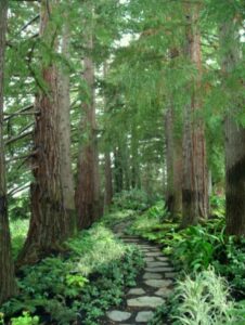 10 Cool Ideas in Landscaping Pine Trees