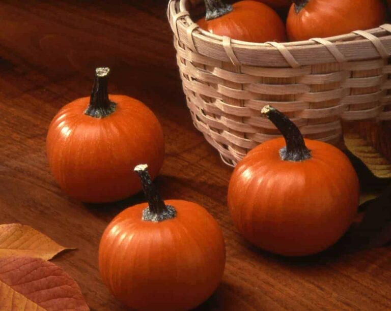 Pumpkins 101: How Many Pumpkins Per Plant Can You Harvest?