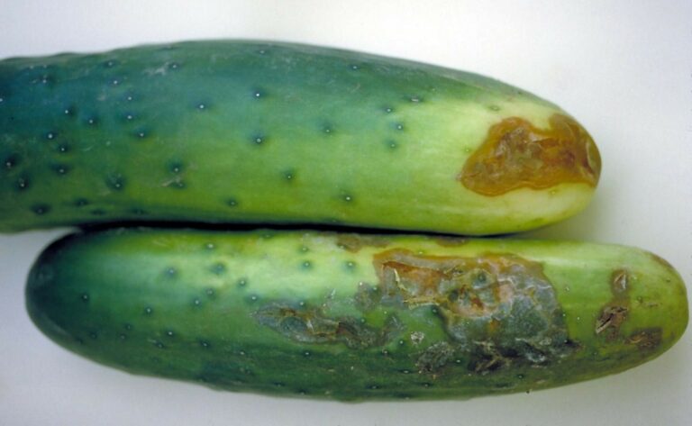Why Are My Cucumbers Turning Yellow? - 8 Reasons & Solutions