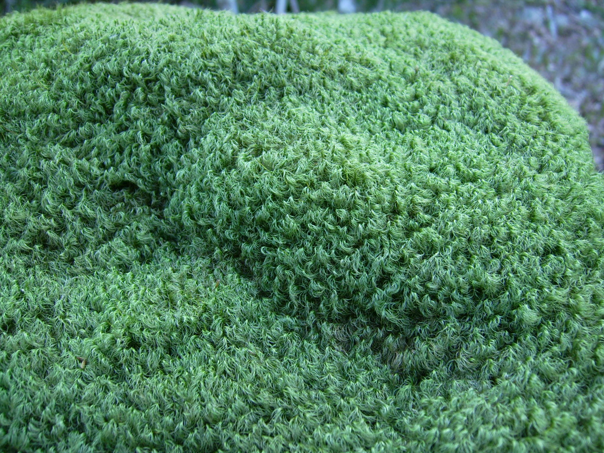 How To Grow A Moss Lawn And Save On Lawn Maintenance Costs