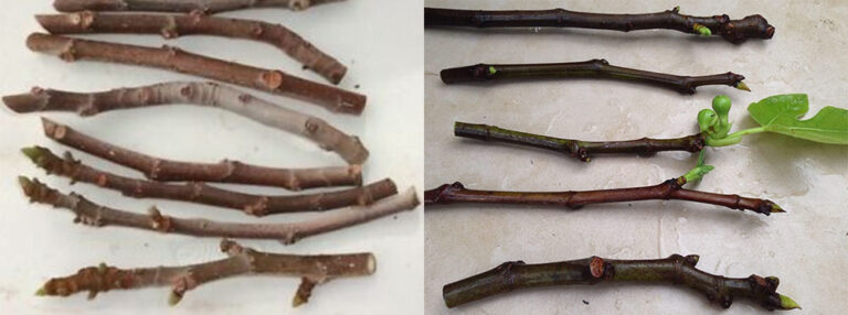 Easy Fig Propagation: How To Grow Figs From Cuttings