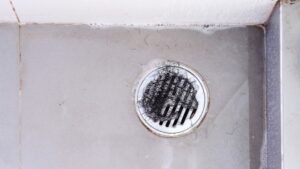 How To Get Rid of Springtails For Good, Have a Pest-Free Home?