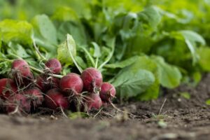When Are Radishes Ready To Pick? (& What Are The Signs?)