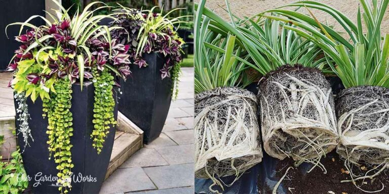 Do Spider Plants Like To Be Root Bound Or Not?