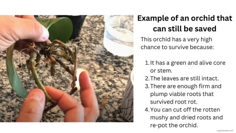 How To Revive A Dying Orchid And Make It Beautifully Bloom Again