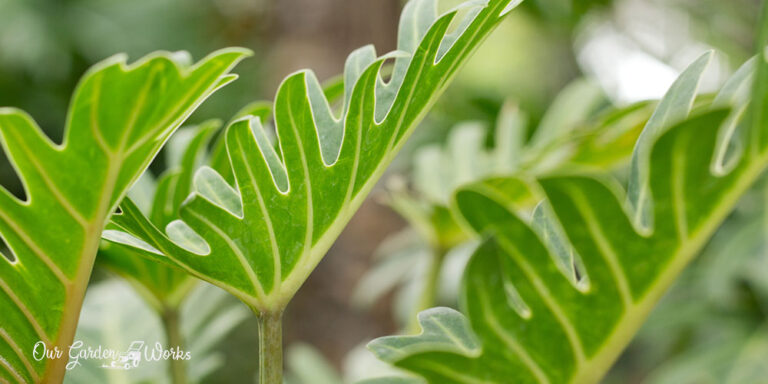 Can Philodendron Grow Outside In The Shade or Direct Sun?