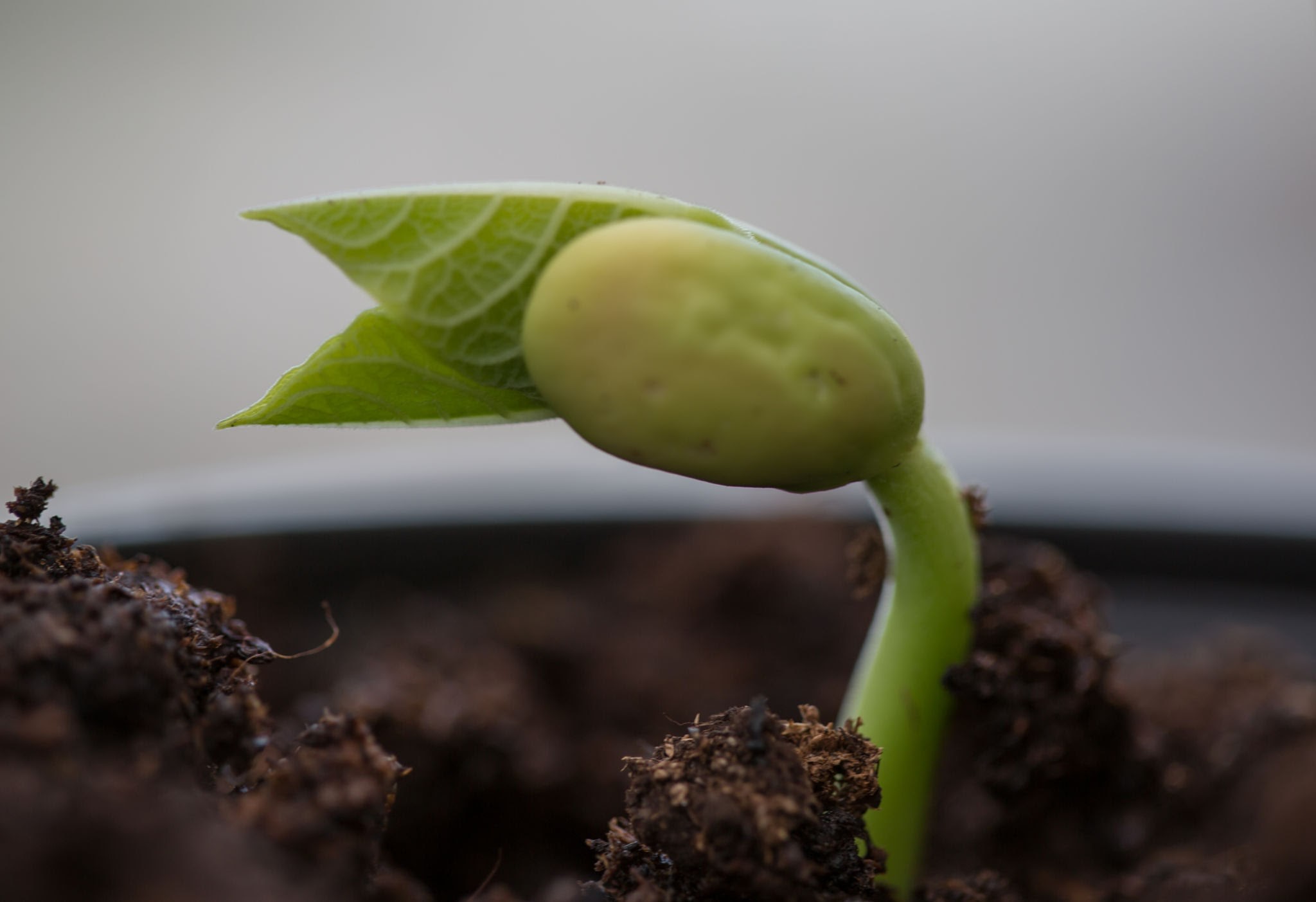 Getting To Know Roses: Is Rose Monocot or Dicot?