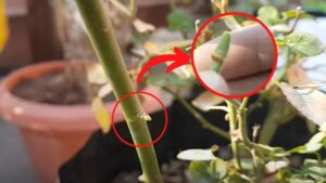 Getting To Know Roses: Is Rose Monocot or Dicot?