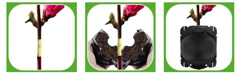 Getting To Know Roses: Is Rose Monocot or Dicot?