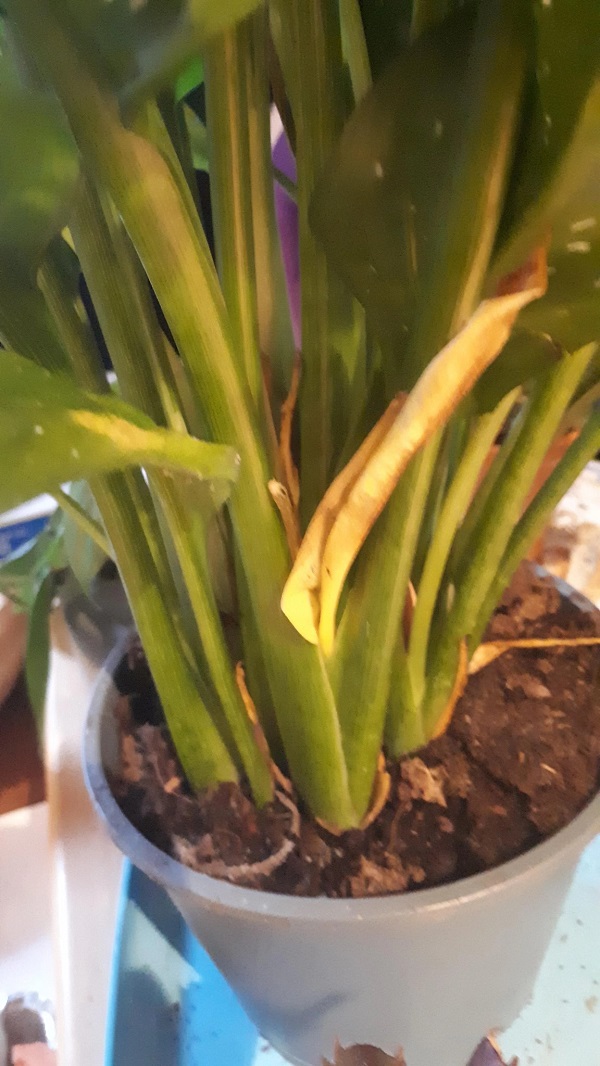 Calla Lily Leaf Curling: The Top 5 Causes Unveiled