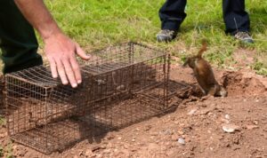 How To Get Rid Of Prairie Dogs In Humane Ways
