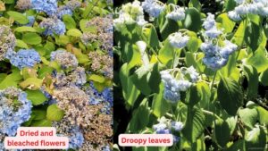 Common Problems: Why Is My Hydrangea Not Growing?