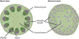 Getting To Know Roses: Is Rose Monocot or Dicot?