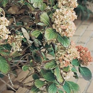 5 Easy Ways to Fix Hydrangeas Leaves Wilting Or Drooping