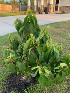 5 Easy Ways to Fix Hydrangeas Leaves Wilting Or Drooping