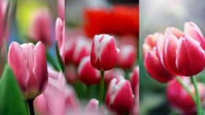 Tulip Care: Do Tulips Need Sun Or Shade?