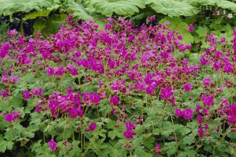 Landscaping FAQs: How Big Do Geraniums Grow?